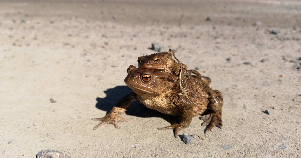 Leta groddjur i vår