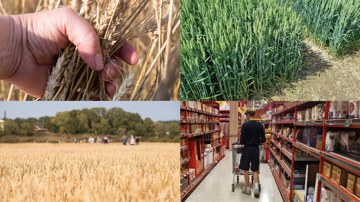 Consumers are positive about new varieties of crops | slu.se