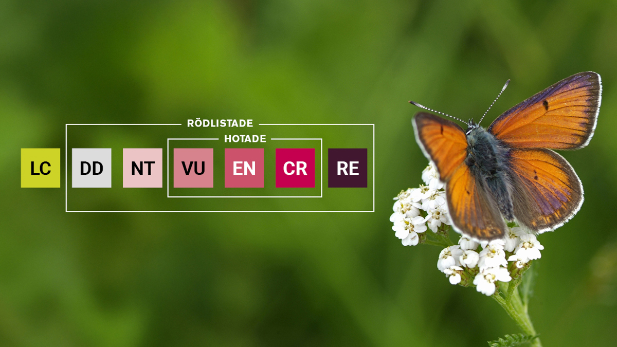 Nu kan du bidra till Rödlista 2025