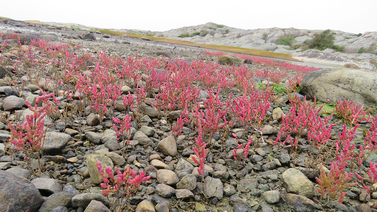 Hur blir en art rödlistad? | slu.se