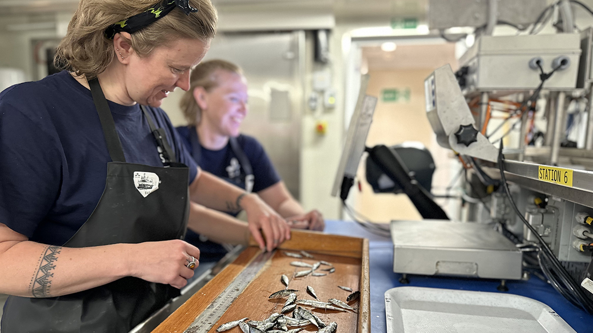 SLU - monitoring fish stocks | slu.se