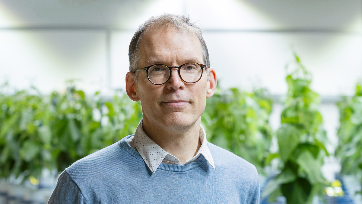 Totte Niittylä, professor i växtfysiologi | slu.se