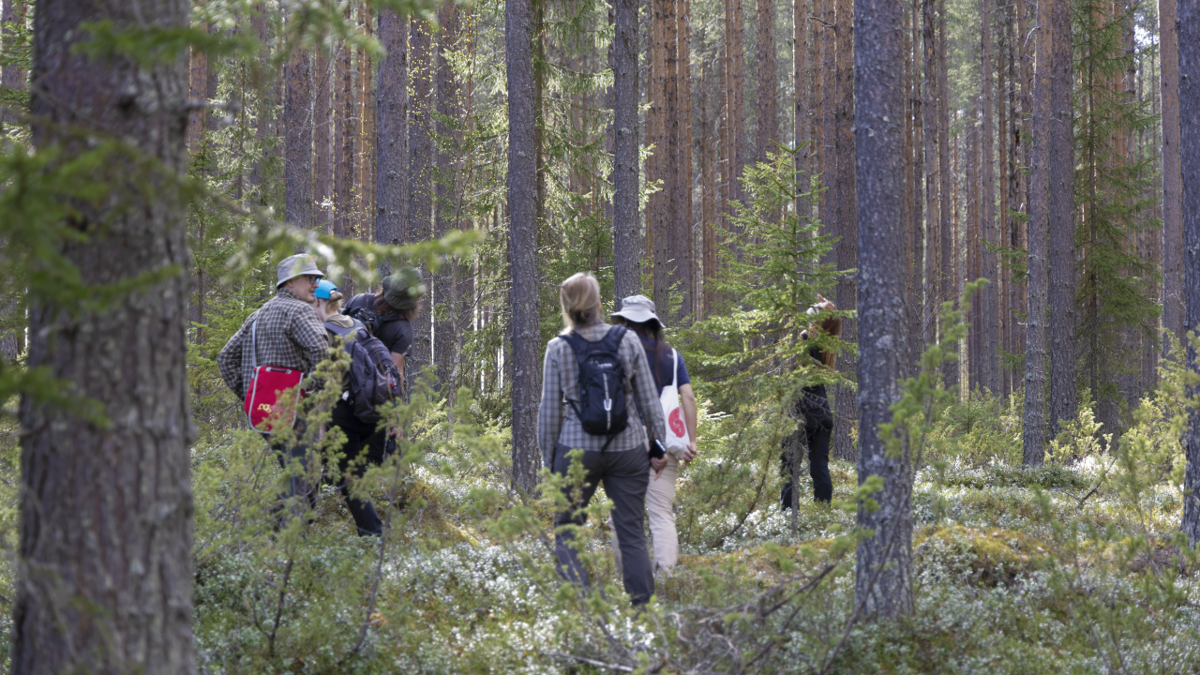 About the Forest Damage Research School | slu.se