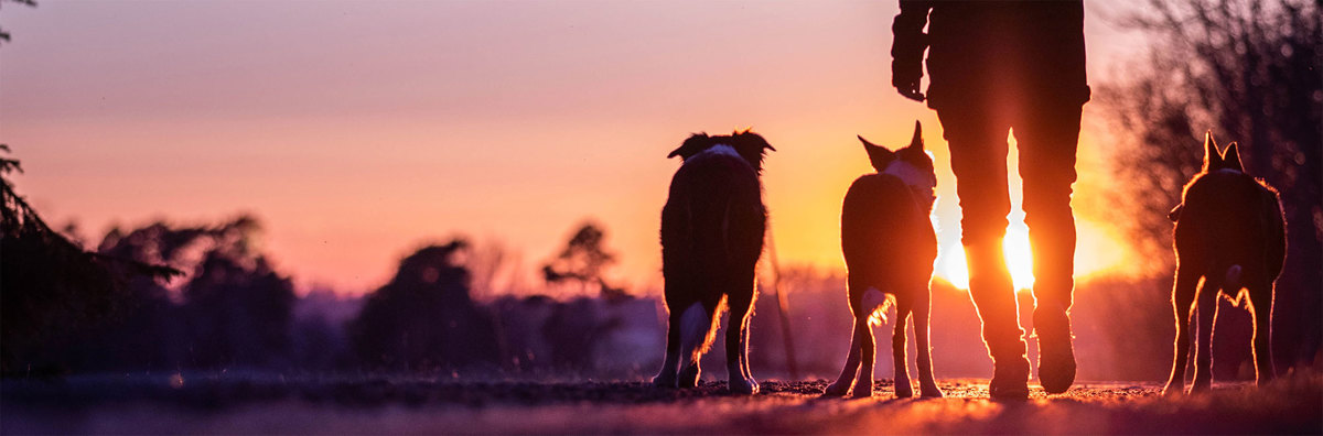 Hi! What is your research about? | slu.se