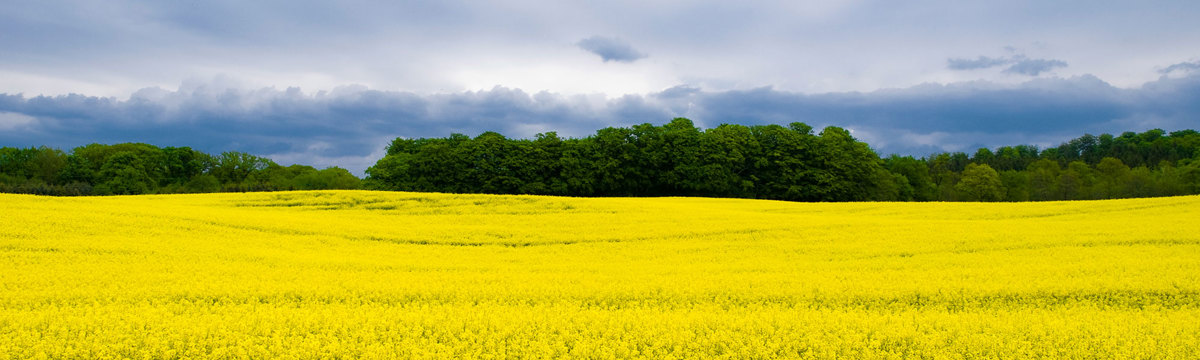 About SLU Future One Health | slu.se