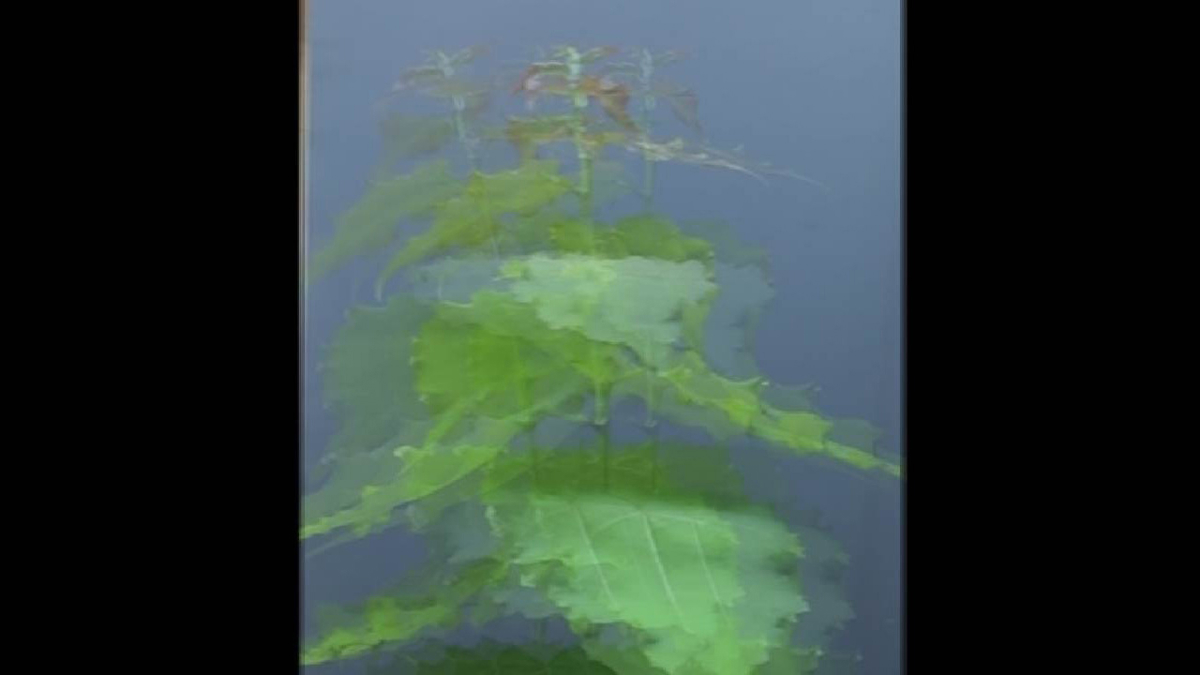 Aspen trees exposed to repetitive flexing grew faster | slu.se