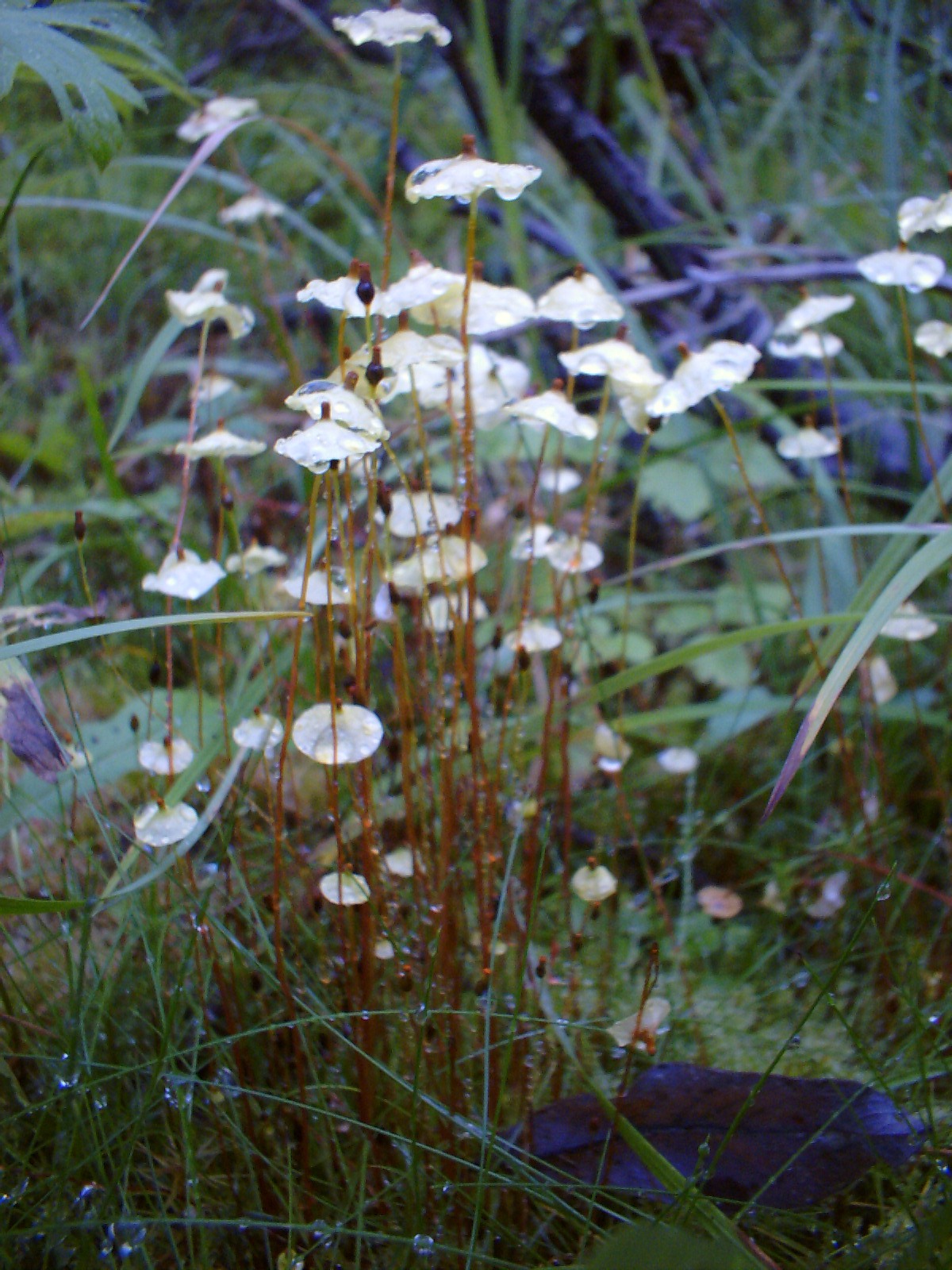 Fältmanualer, rapporter, artiklar och andra publikationer | slu.se