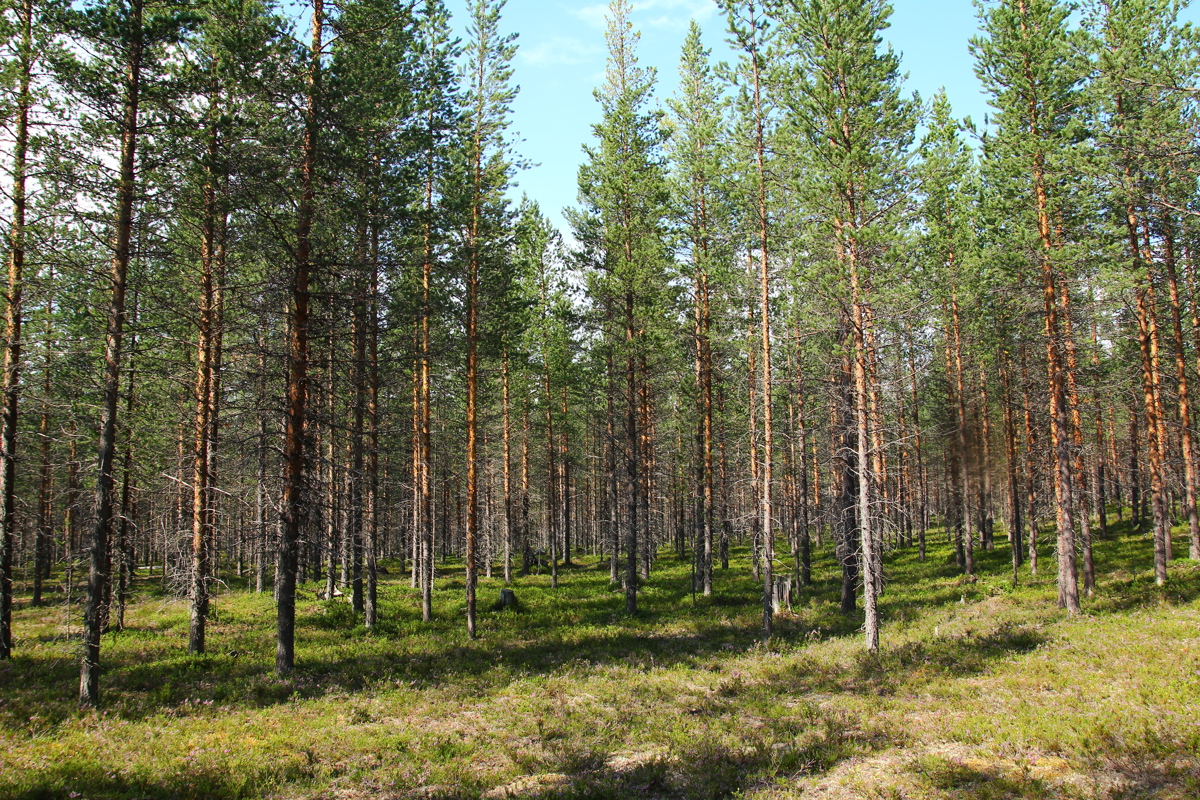 Forest growth is rebounding, according to the Swedish National Forest ...