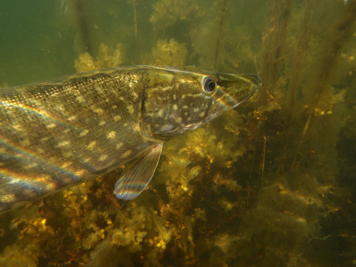 Fiskefria områden | slu.se
