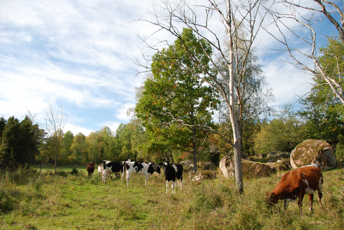 Ny rapport om biologisk mångfald i odlingslandskapen – ett viktigt ...